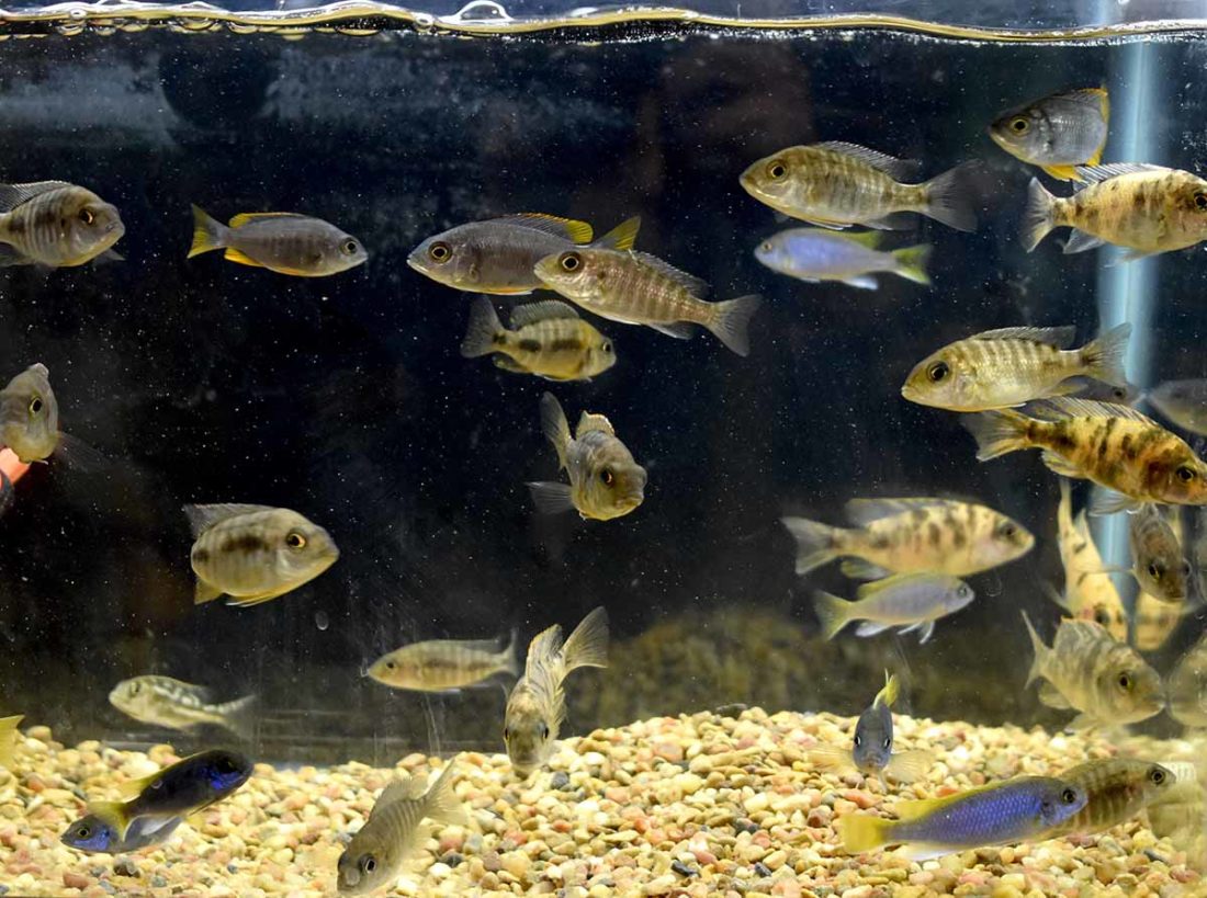 THE FISH ROOM ON THE MOVE | News, Sports, Jobs - Messenger News